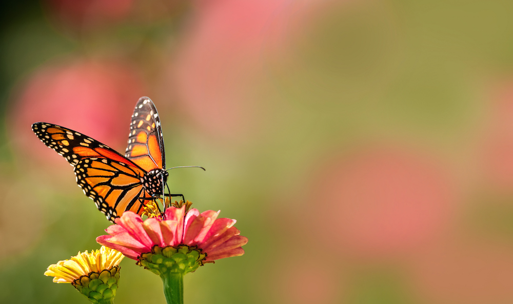 Bring the Butterflies | NJ Home New Jersey Luxury Homes & Estates